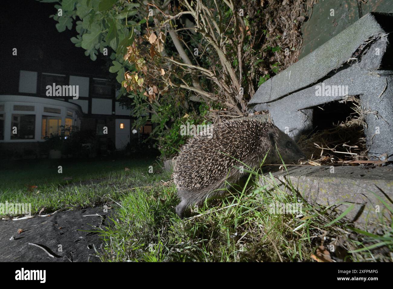 Hedgehog (Erinaceus europaeus) heading for a hedgehog house at night in ...