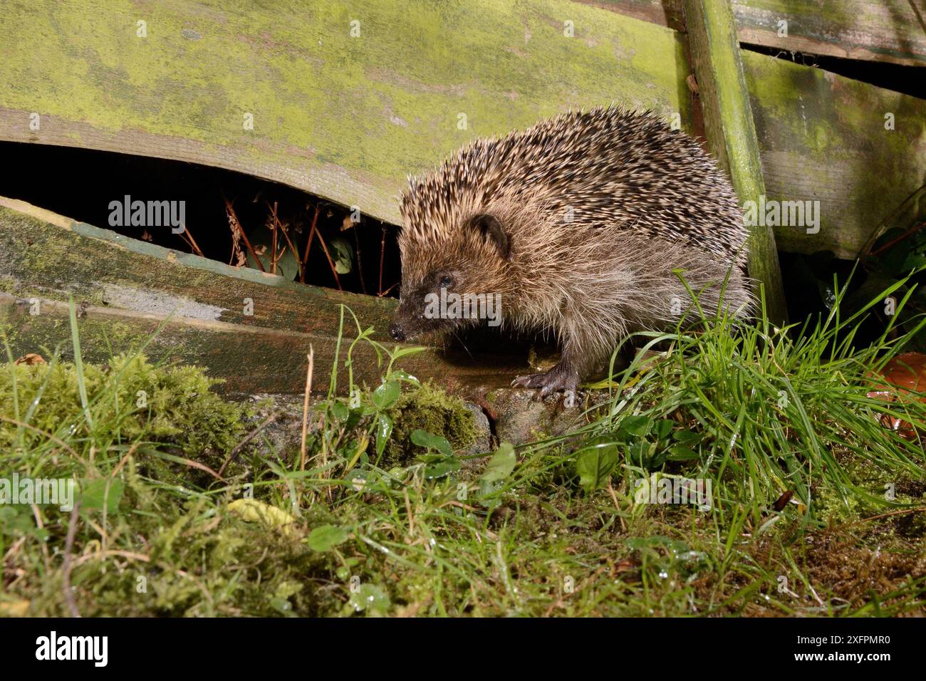 Hedgehog gap fence hi-res stock photography and images - Alamy