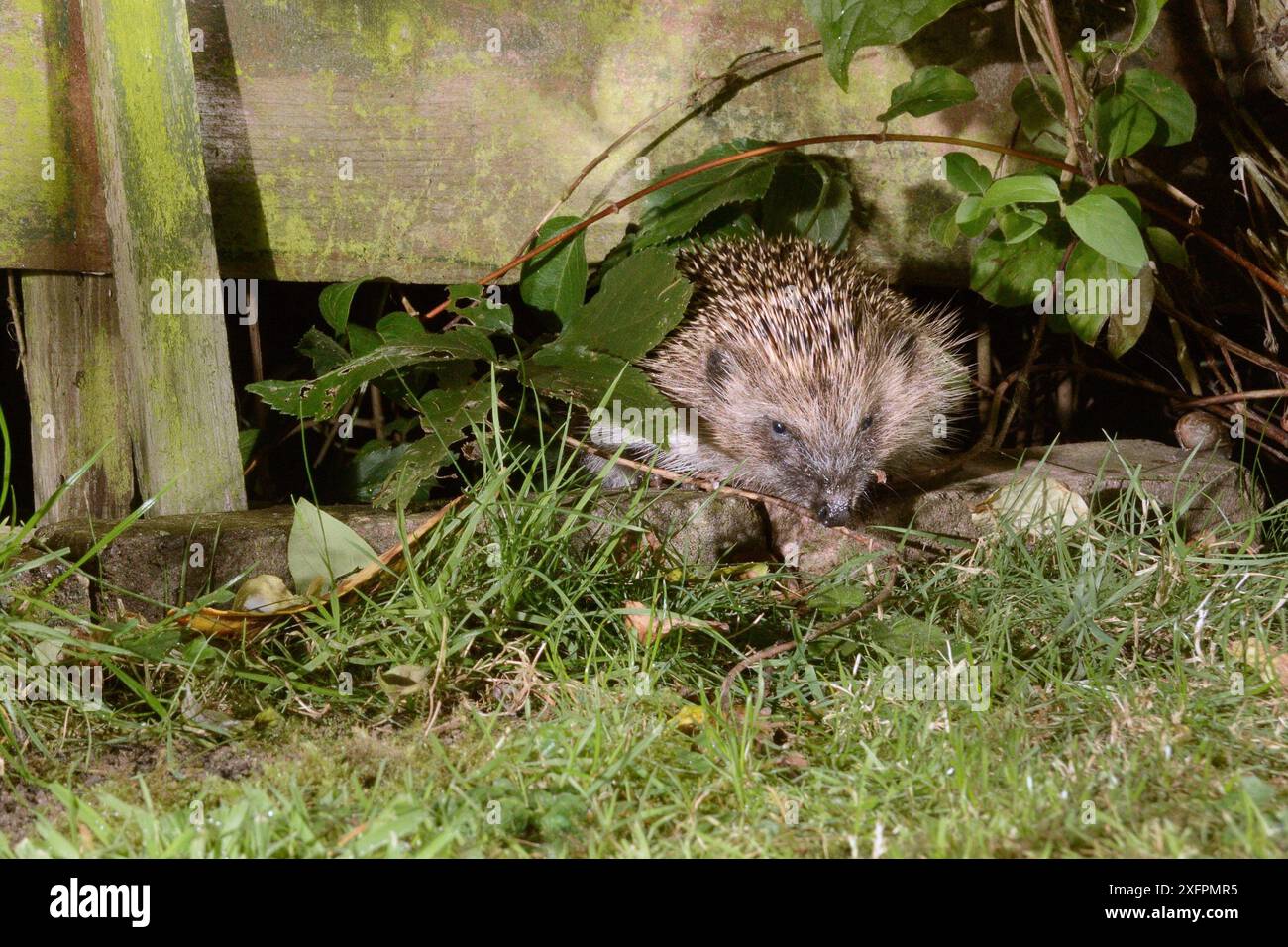 Hedgehog (Erinaceus europaeus) entering a suburban garden from the next ...