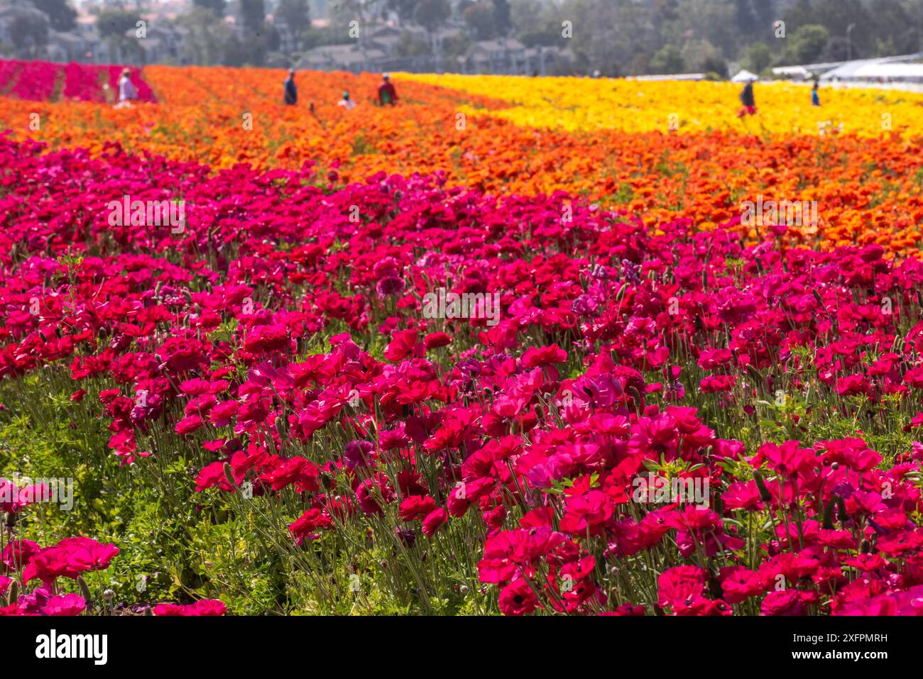 Flower field carlsbad hi-res stock photography and images - Alamy