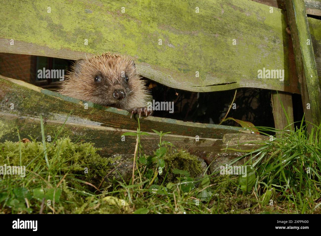 Hedgehog (Erinaceus europaeus) entering a suburban garden from the next ...