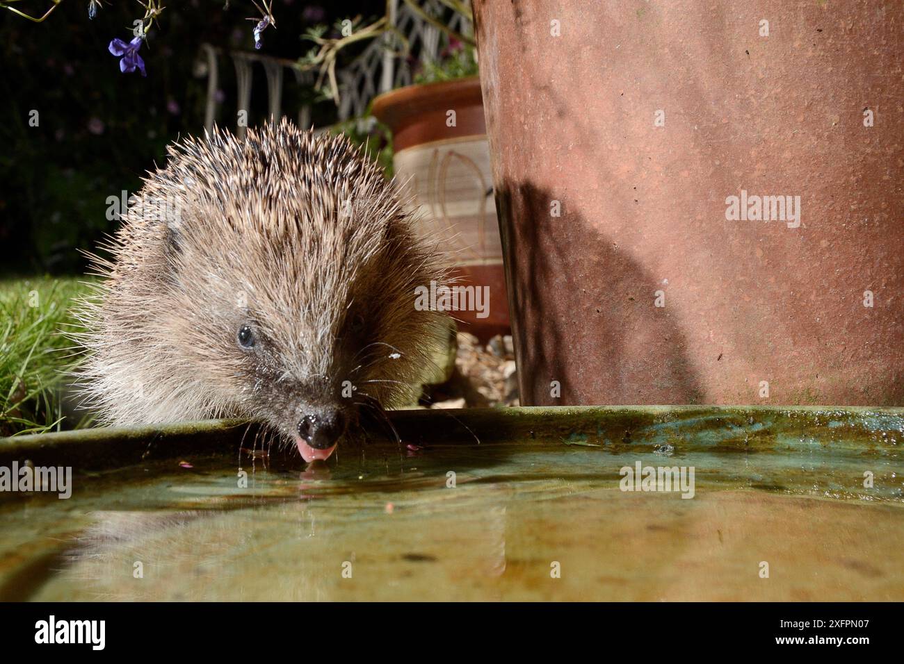 Hedgehogs released britain hi-res stock photography and images - Alamy