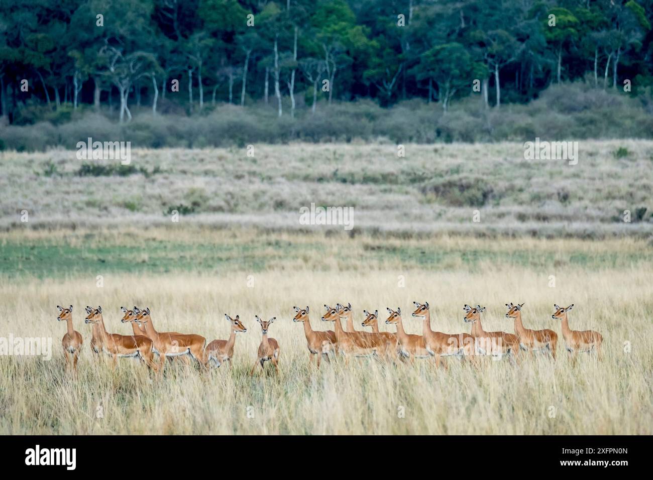 Kenyan impala black faced impala hi-res stock photography and images ...