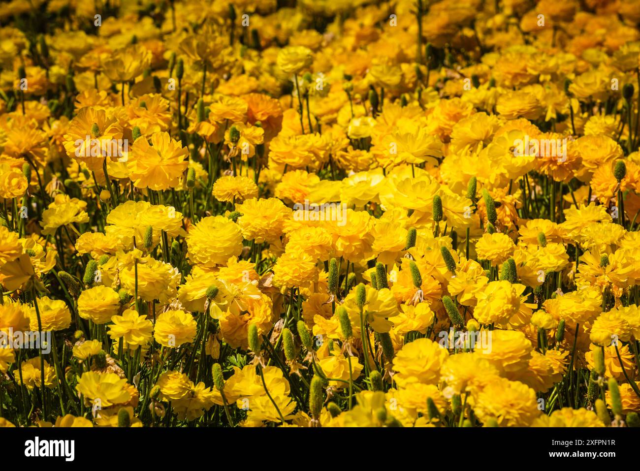 Field of yellow Ranunculus at the Flower Fields of Carlsbad Stock Photo ...