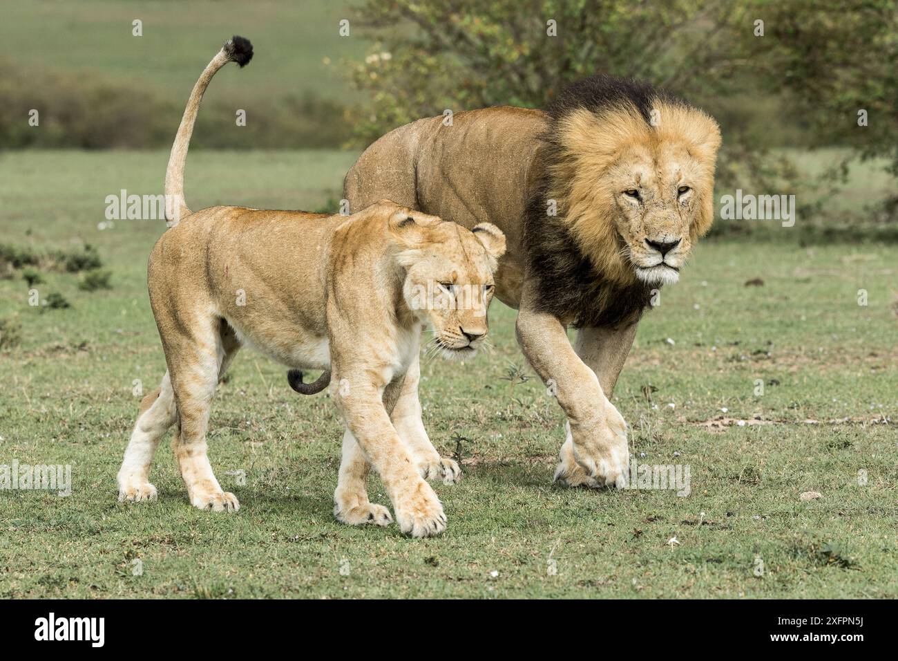 Lion (Panthera leo) pair before mating, Masai-Mara game reserve, Kenya ...
