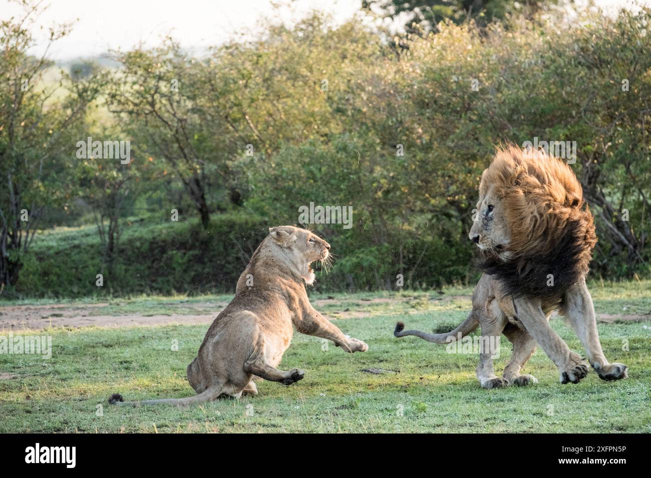 Lion (Panthera leo), aggressive lioness refusing to mate, Masai-Mara ...