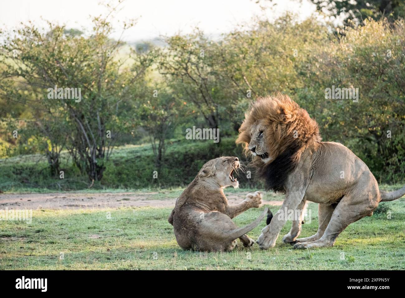 Cat refusing hi-res stock photography and images - Alamy