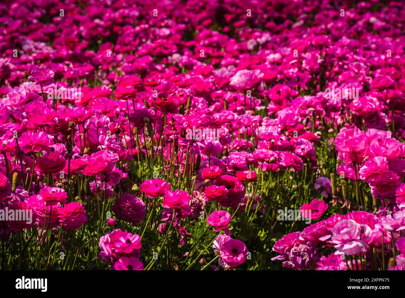 Beautiful flower fields hi-res stock photography and images - Alamy
