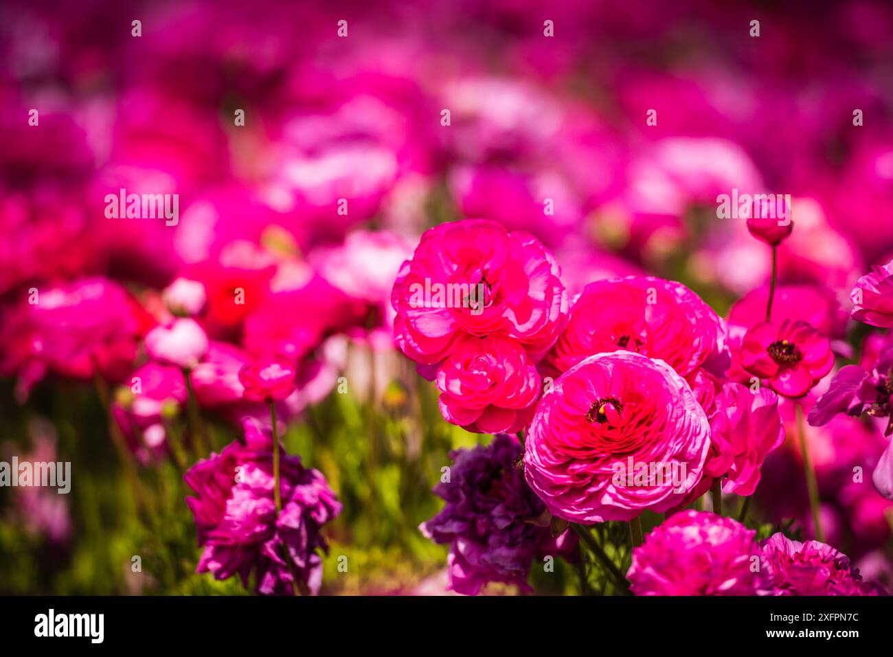 Blooms fields hi-res stock photography and images - Alamy