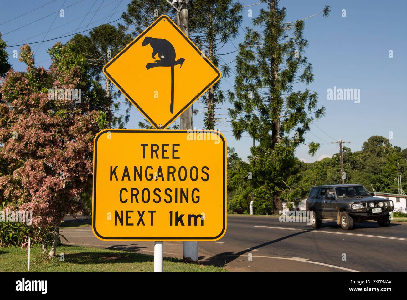 Lumholtz's tree-kangaroo road sign, Queensland, Australia Stock Photo ...