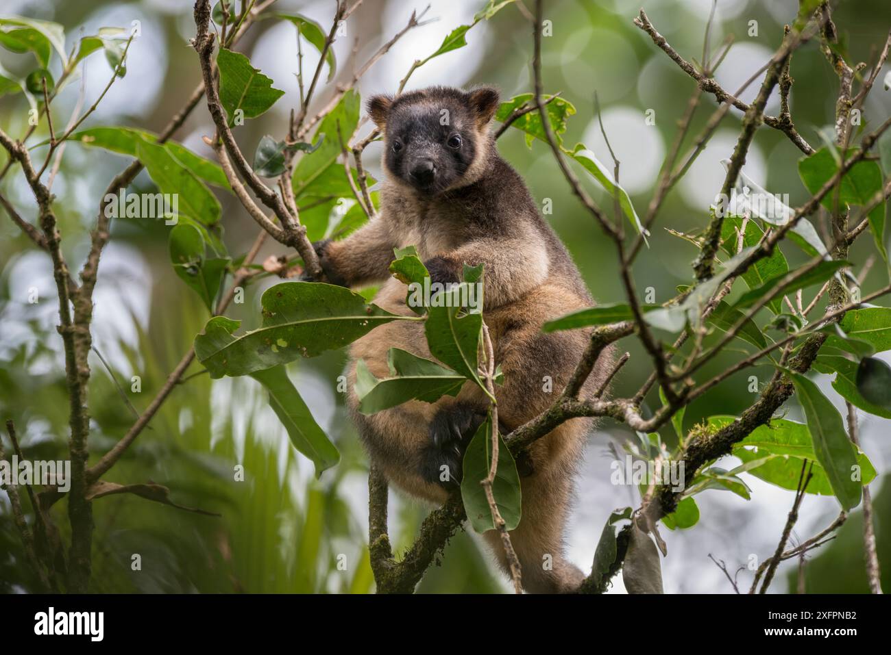 Lumholtz's tree-kangaroo (Dendrolagus lumholtzi) feeding on leaves ...