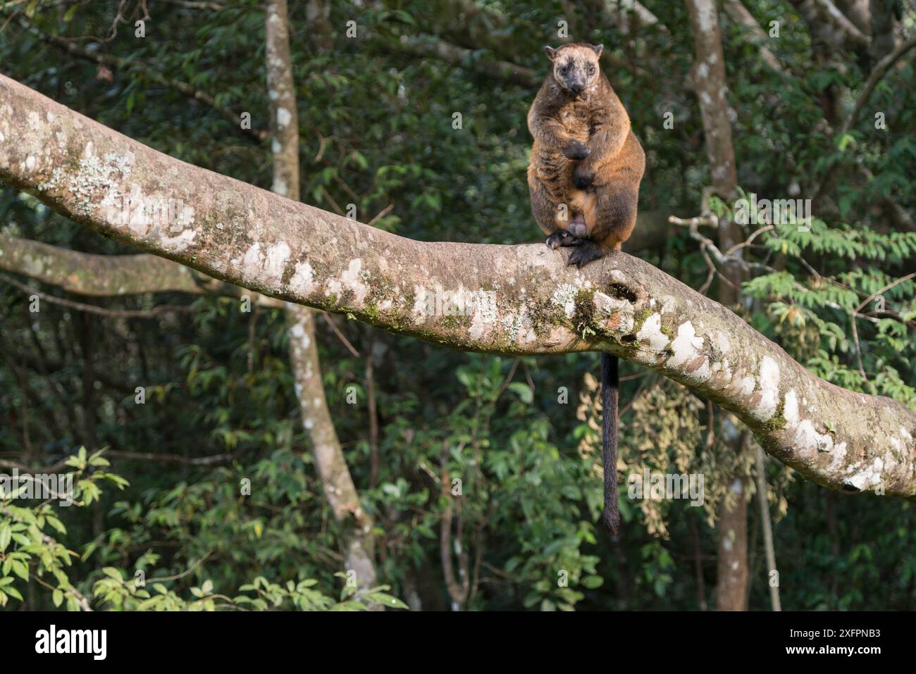 Lumholtz's tree-kangaroo (Dendrolagus lumholtzi) high up on a tree ...