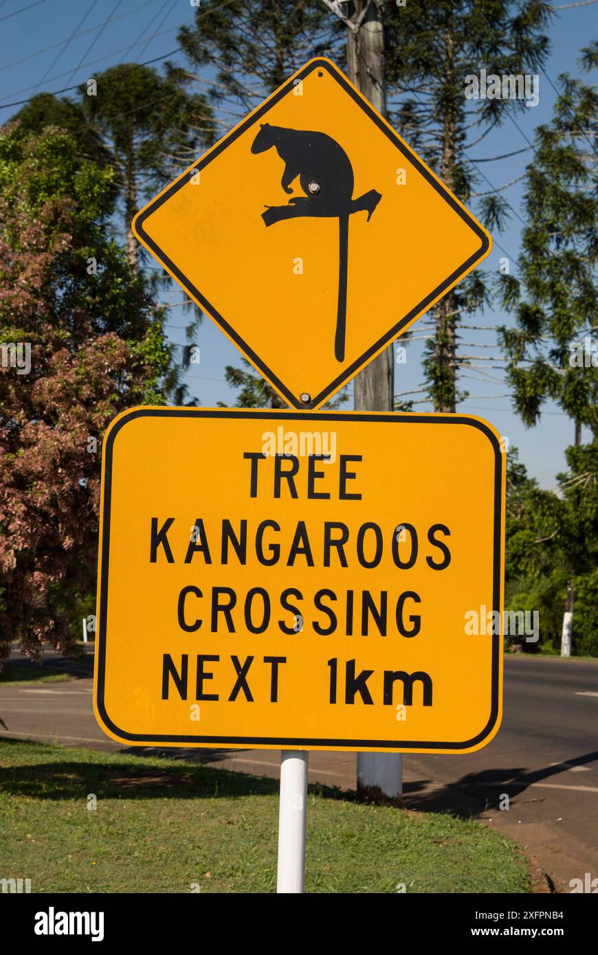 Lumholtz's tree-kangaroo road sign, Queensland, Australia Stock Photo ...