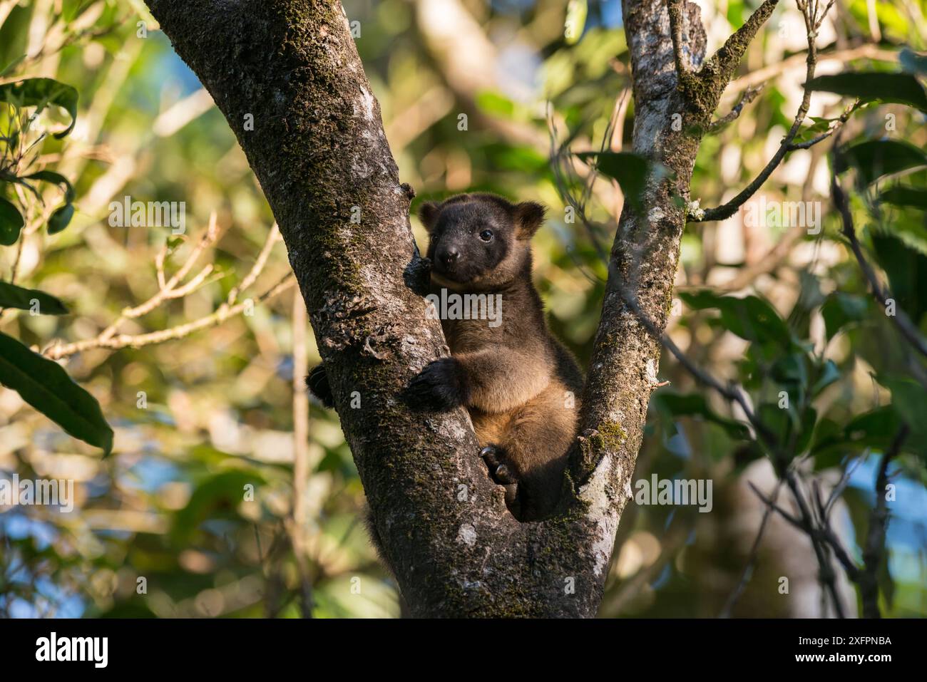 Lumholtz's tree-kangaroo (Dendrolagus lumholtzi) high up on a tree ...