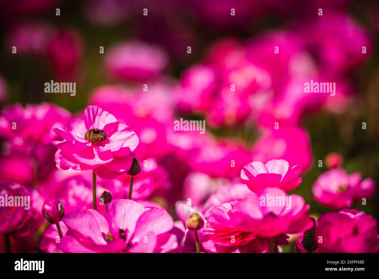 Beautiful flower fields hi-res stock photography and images - Alamy