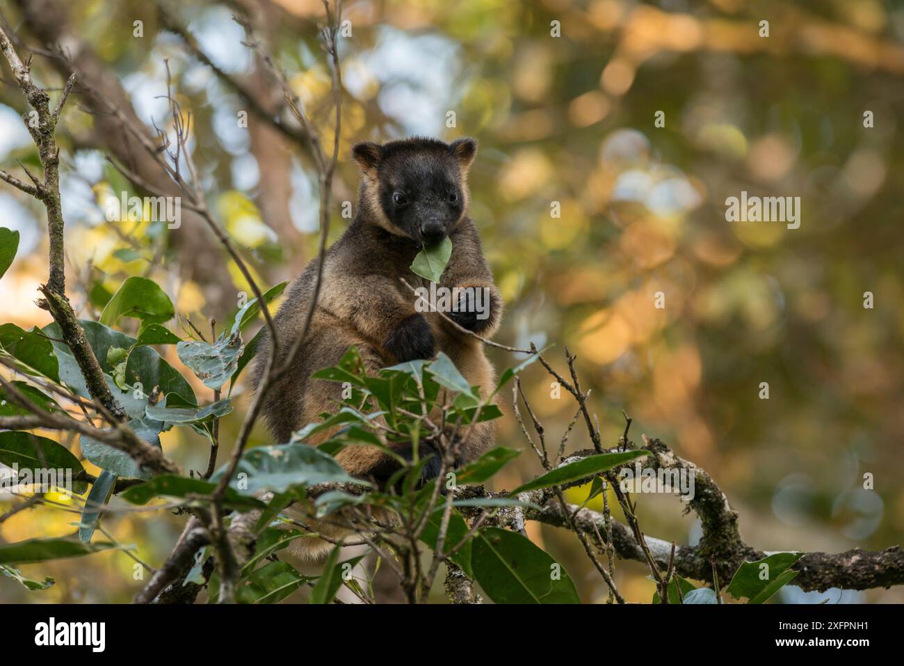 Lumholtz's tree-kangaroo (Dendrolagus lumholtzi) feeding on leaves ...