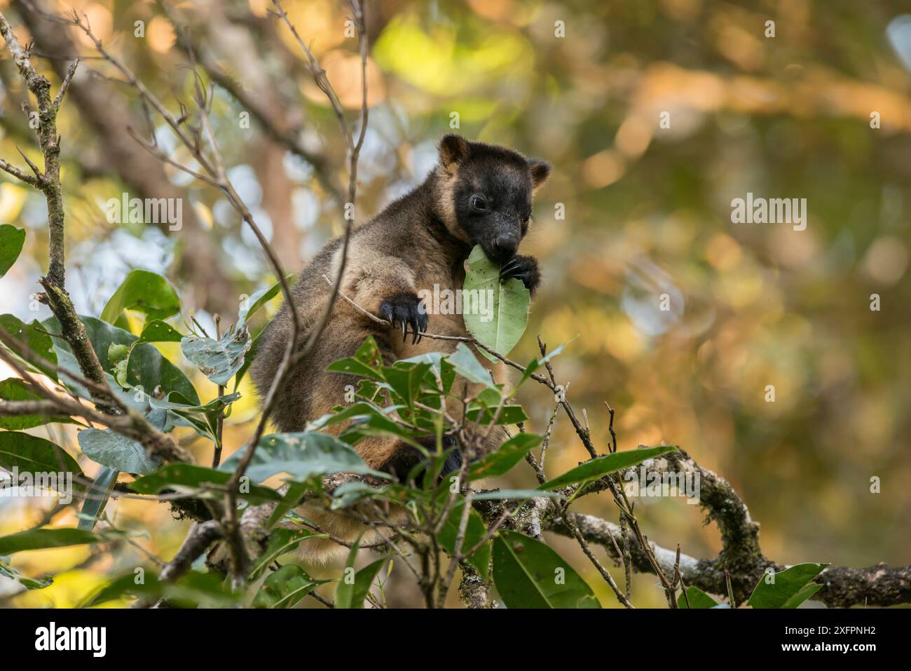 Lumholtz's tree-kangaroo (Dendrolagus lumholtzi) feeding on leaves ...