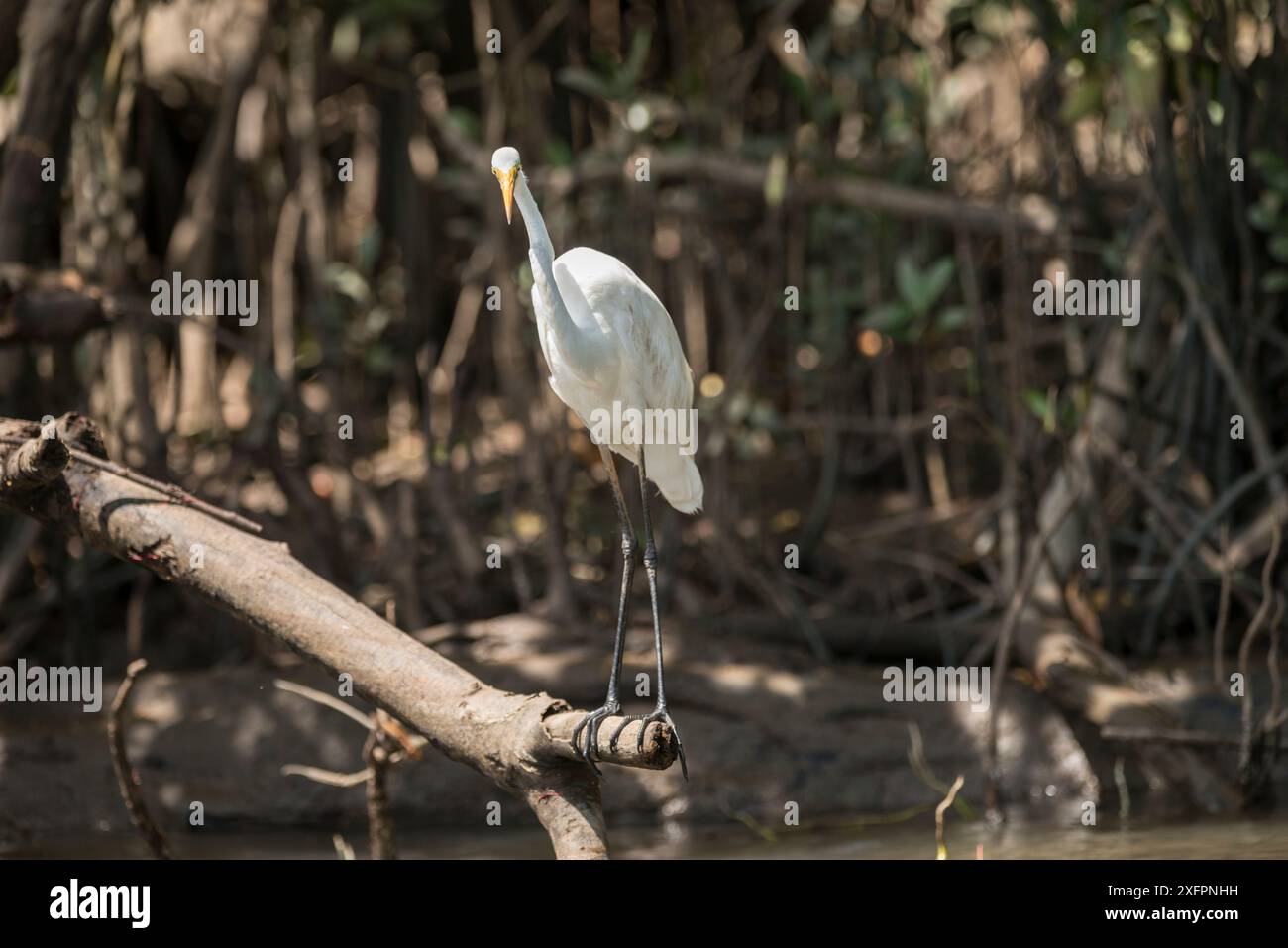 Eastern great egret, (Ardea alba modesta) amongst the mangrove roots ...