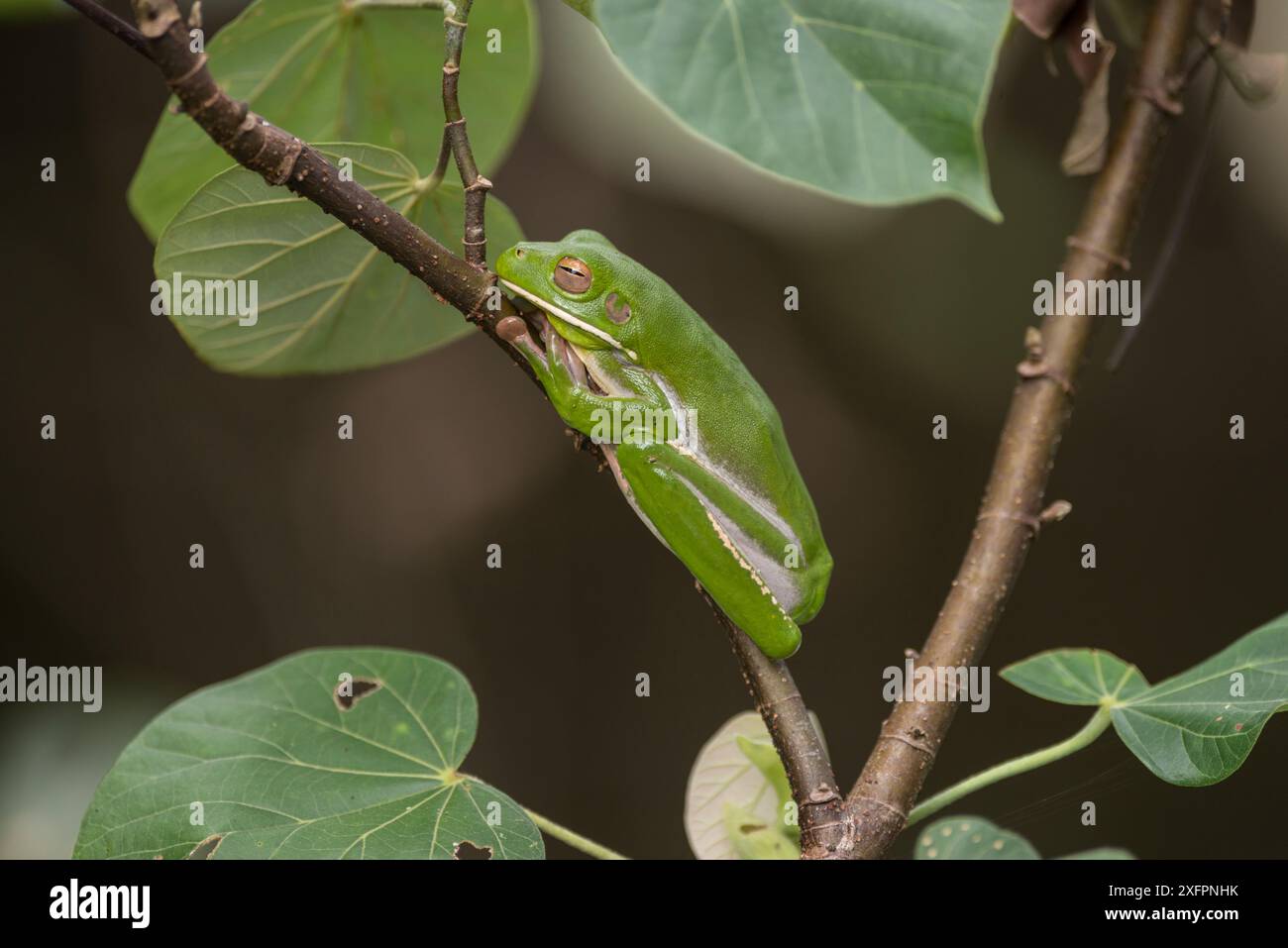 White-lipped tree frog (Litoria infrafrenata) well camouflaged on a ...