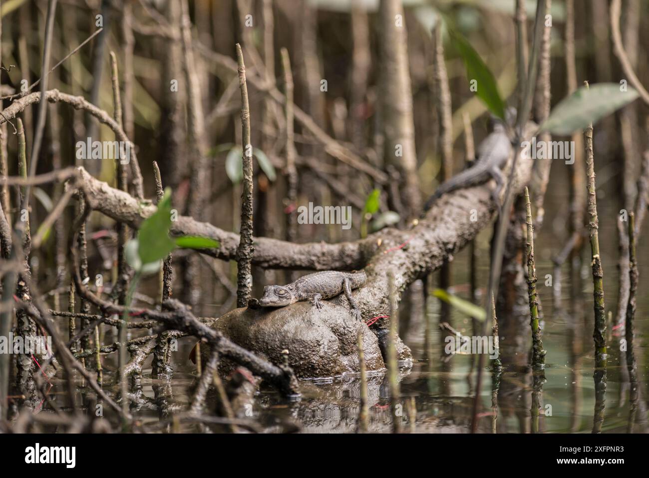 Saltwater crocodile (Crocodylus porosus) hatchling resting on tree ...