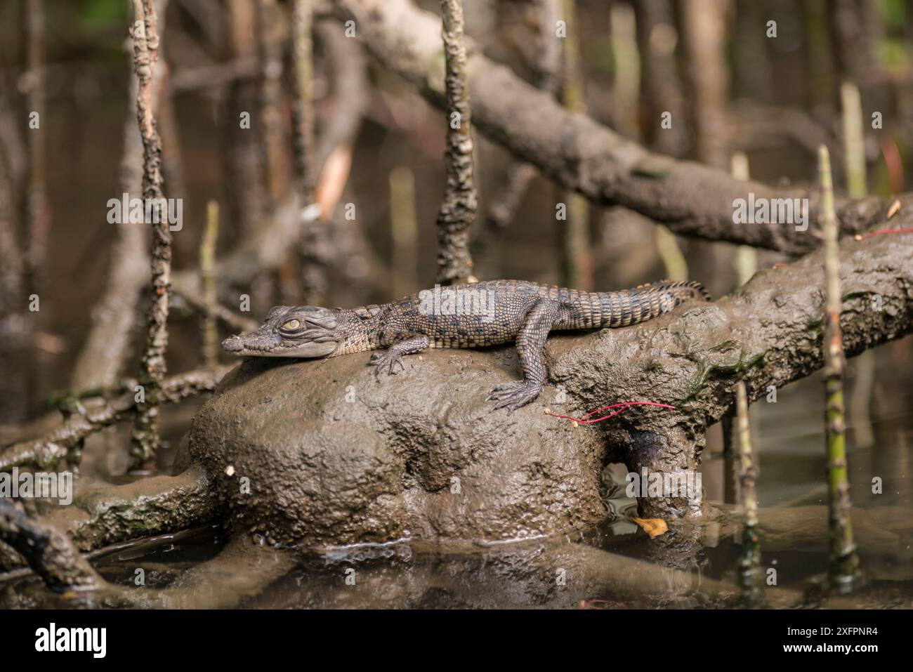 Saltwater crocodile (Crocodylus porosus) hatchling resting on tree ...