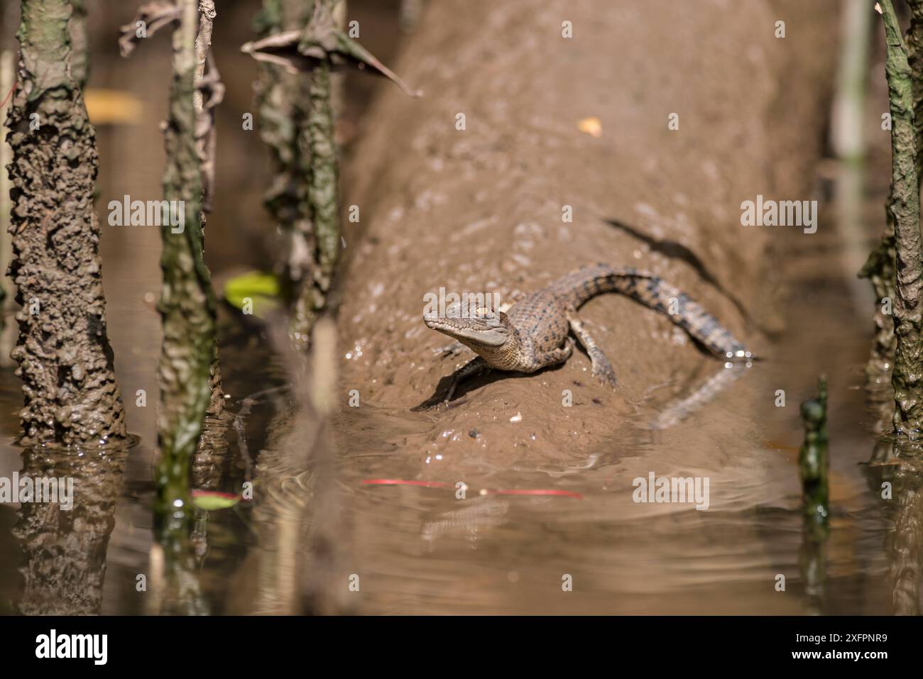 Crocodylus porosus hatchling hi-res stock photography and images - Alamy