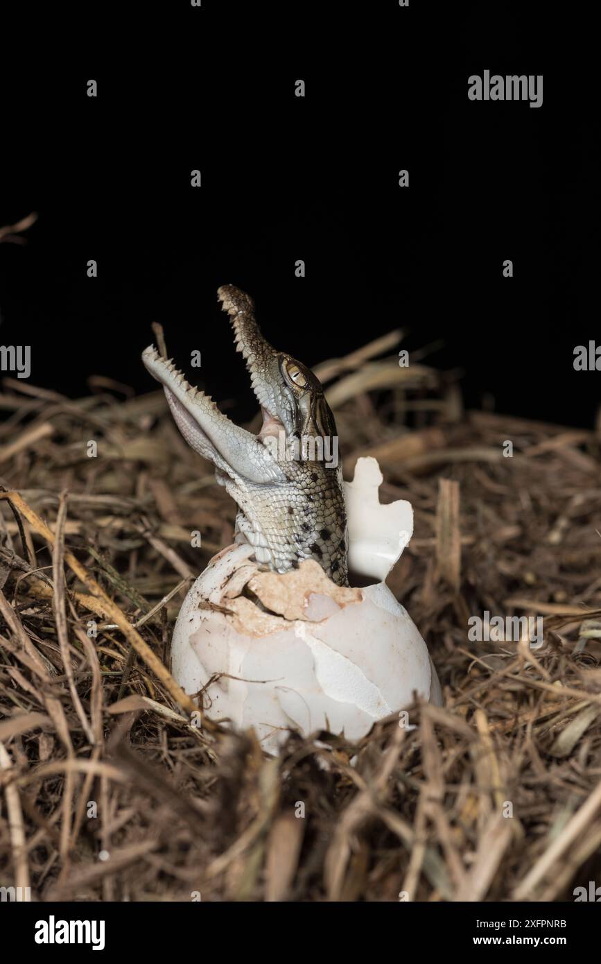 Saltwater crocodile (Crocodylus porosus) hatching out of its egg shell ...