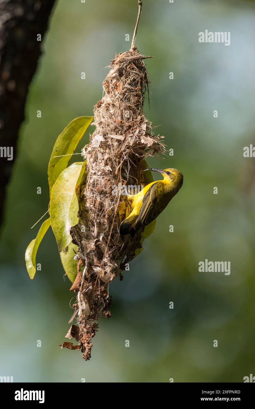 Female sunbird nest hi-res stock photography and images - Alamy