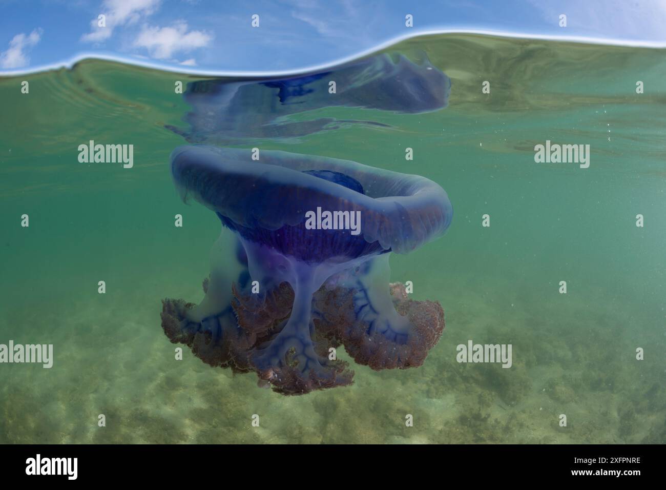 Split level of a large Purple crown jellyfish (Netrostoma setouchina ...