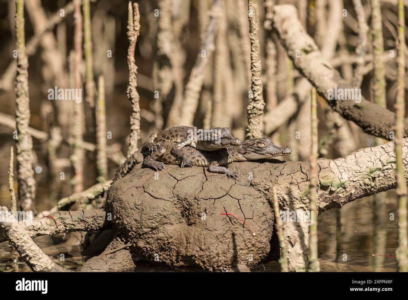 Saltwater crocodile (Crocodylus porosus) hatchling resting on tree ...