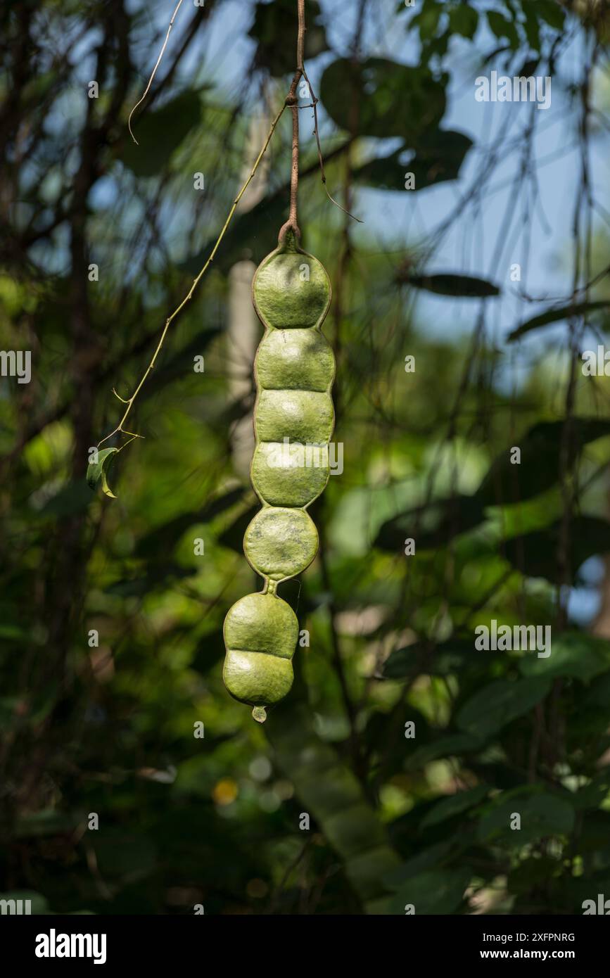 Giant seeds of the African dream herb (Entada rheedii) Daintree ...