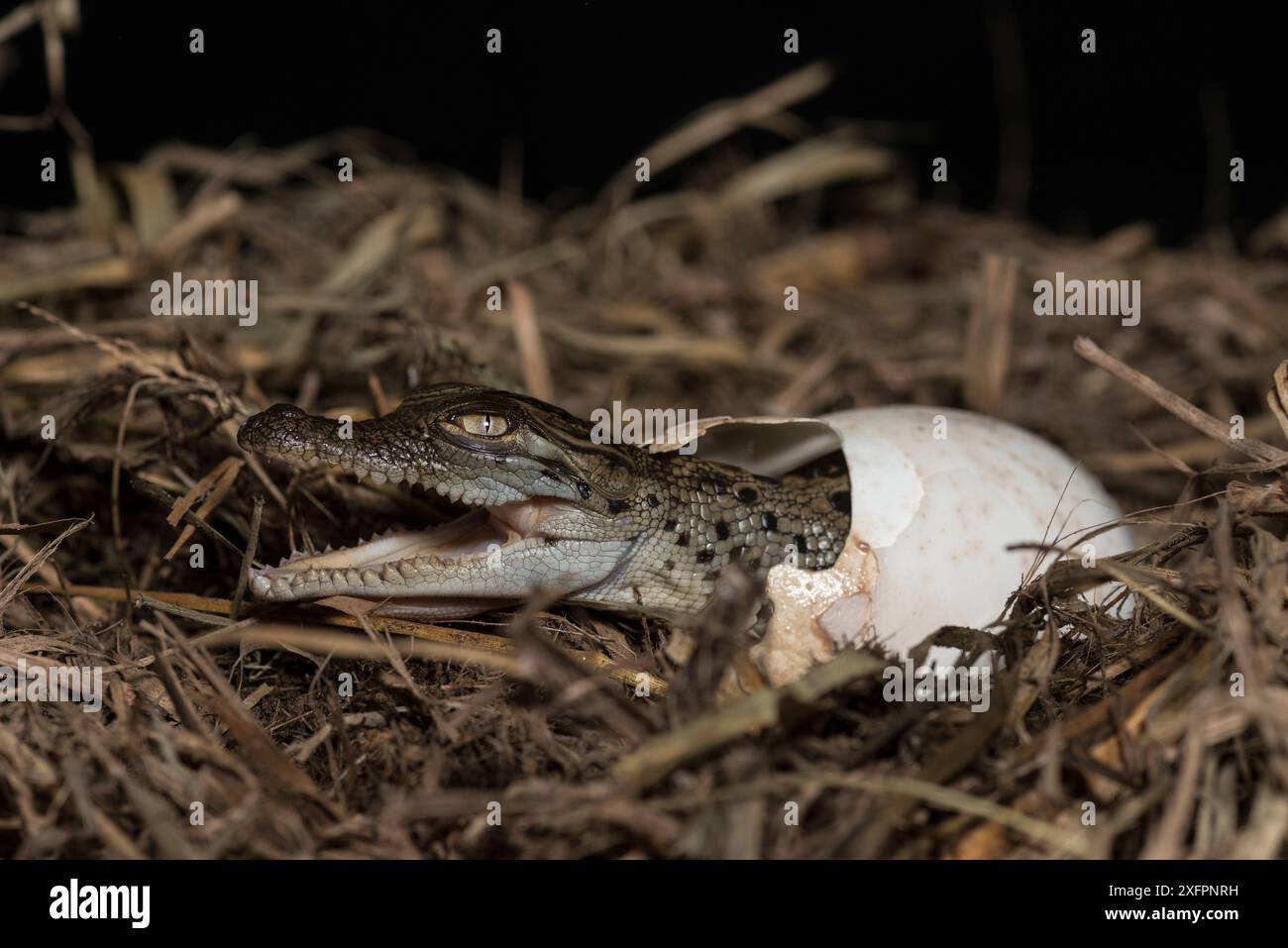Saltwater crocodile (Crocodylus porosus) baby hatching out of its egg ...