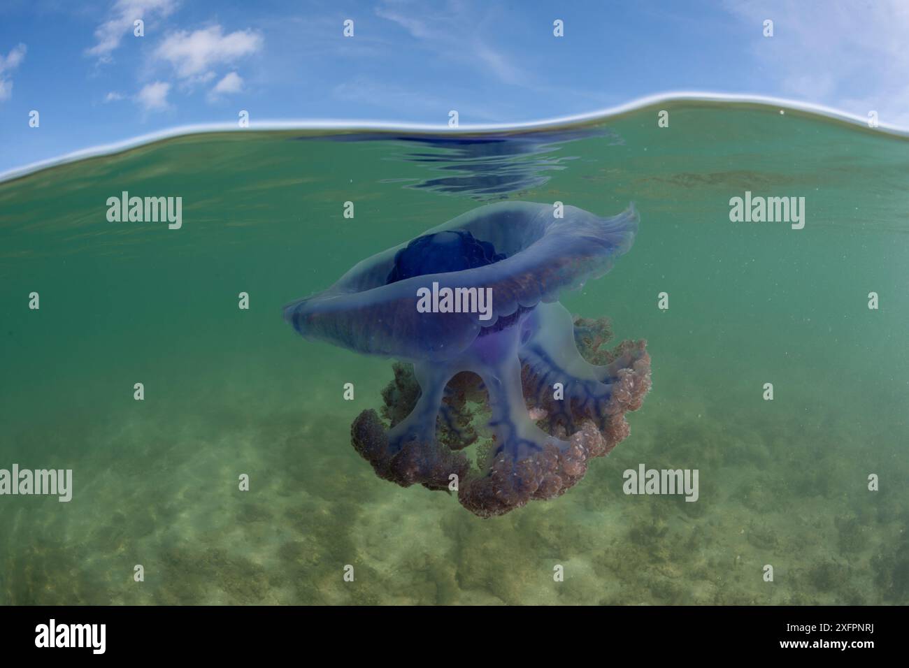 Split level of a large Purple crown jellyfish (Netrostoma setouchina ...