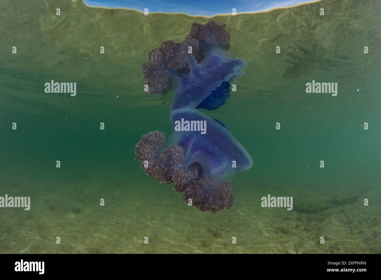 Purple crown jellyfish (Netrostoma setouchina) in shallow waters ...