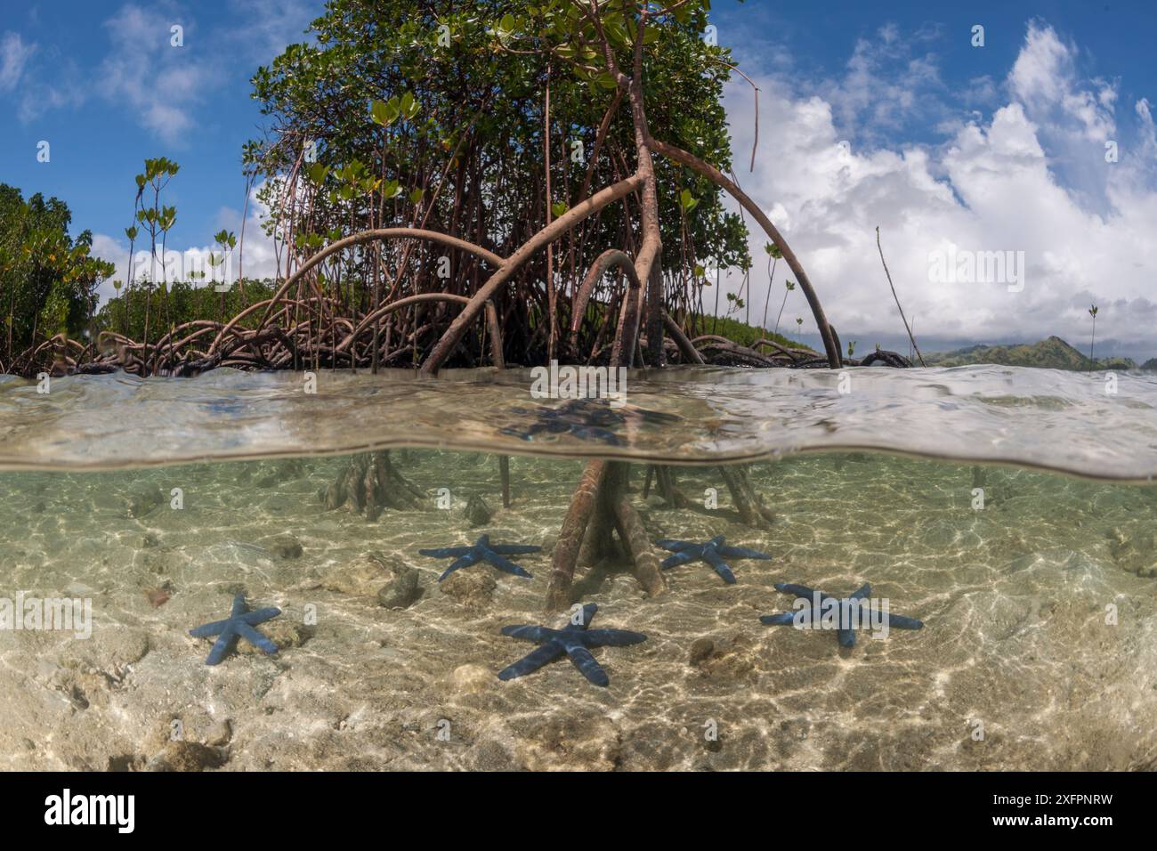 Split level view blue starfish (Linckia laevigata) scattered in the ...