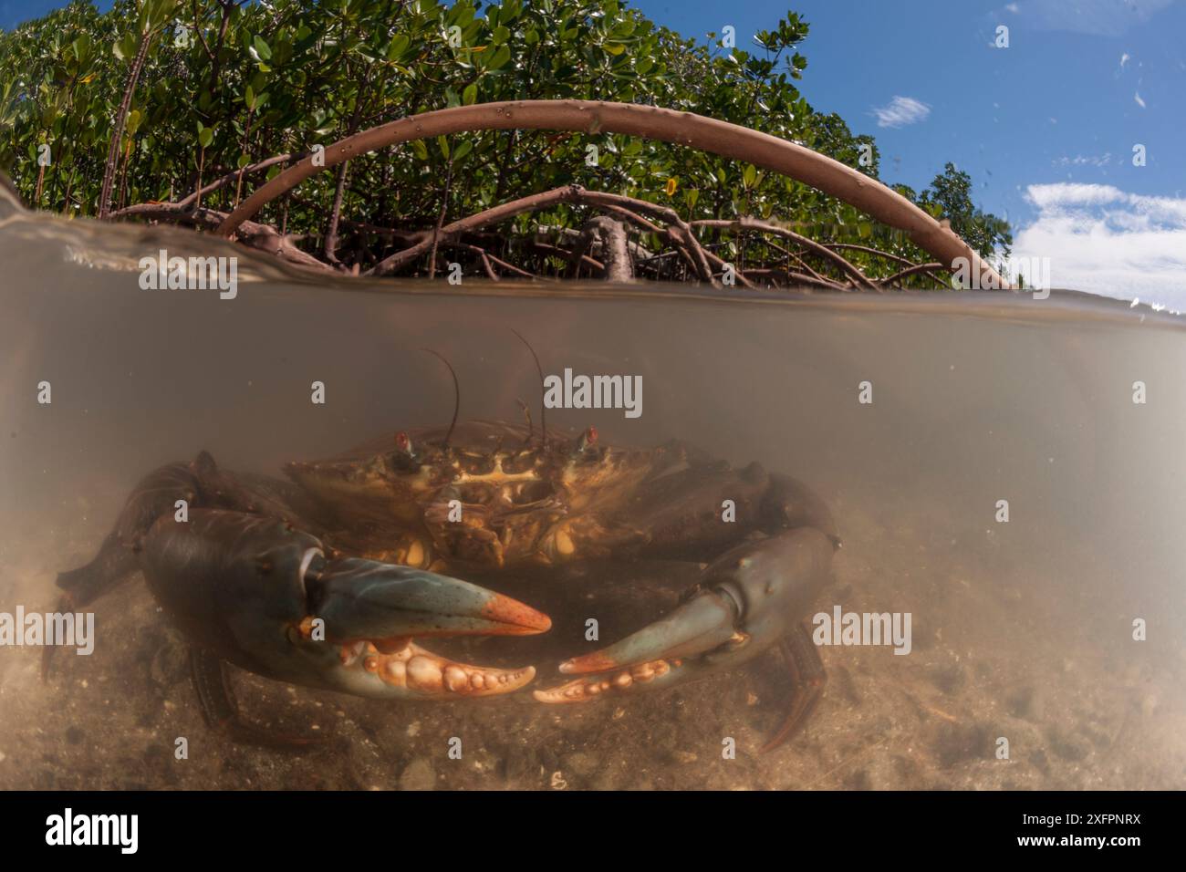 Mud crabs (Scylla serrata) in the water by the mangrove roots - split ...