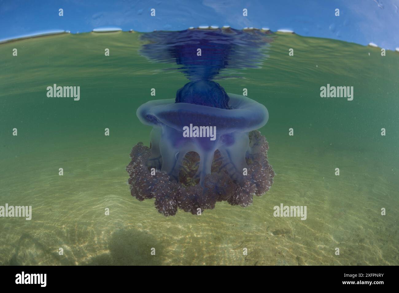 Purple crown jellyfish (Netrostoma setouchina) in shallow waters ...