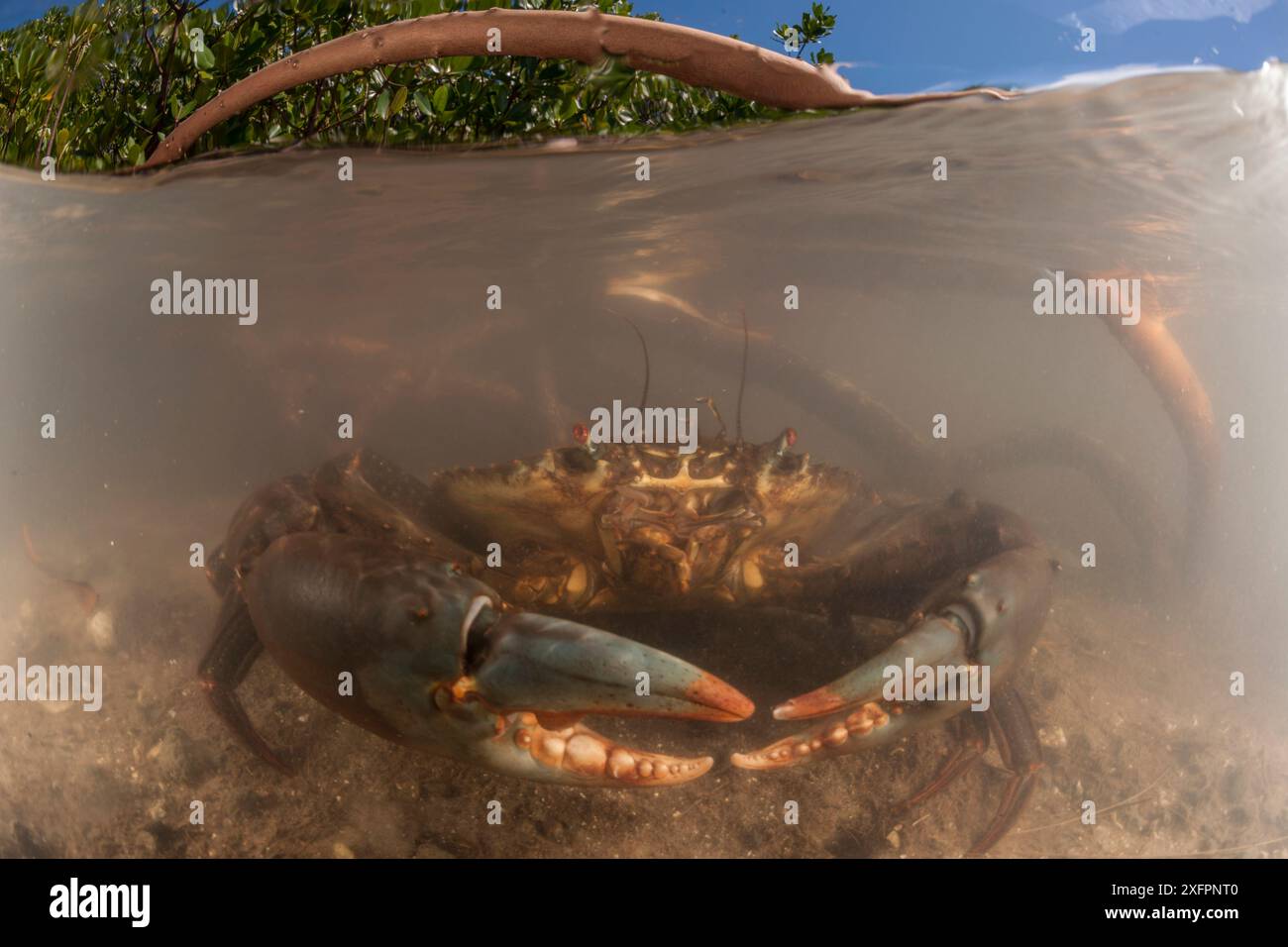 Mud crabs (Scylla serrata) in the water by the mangrove roots - split ...