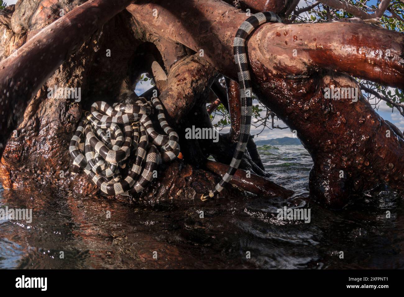 Banded sea kraits (Laticauda colubrina) at low tide in mangrove roots ...