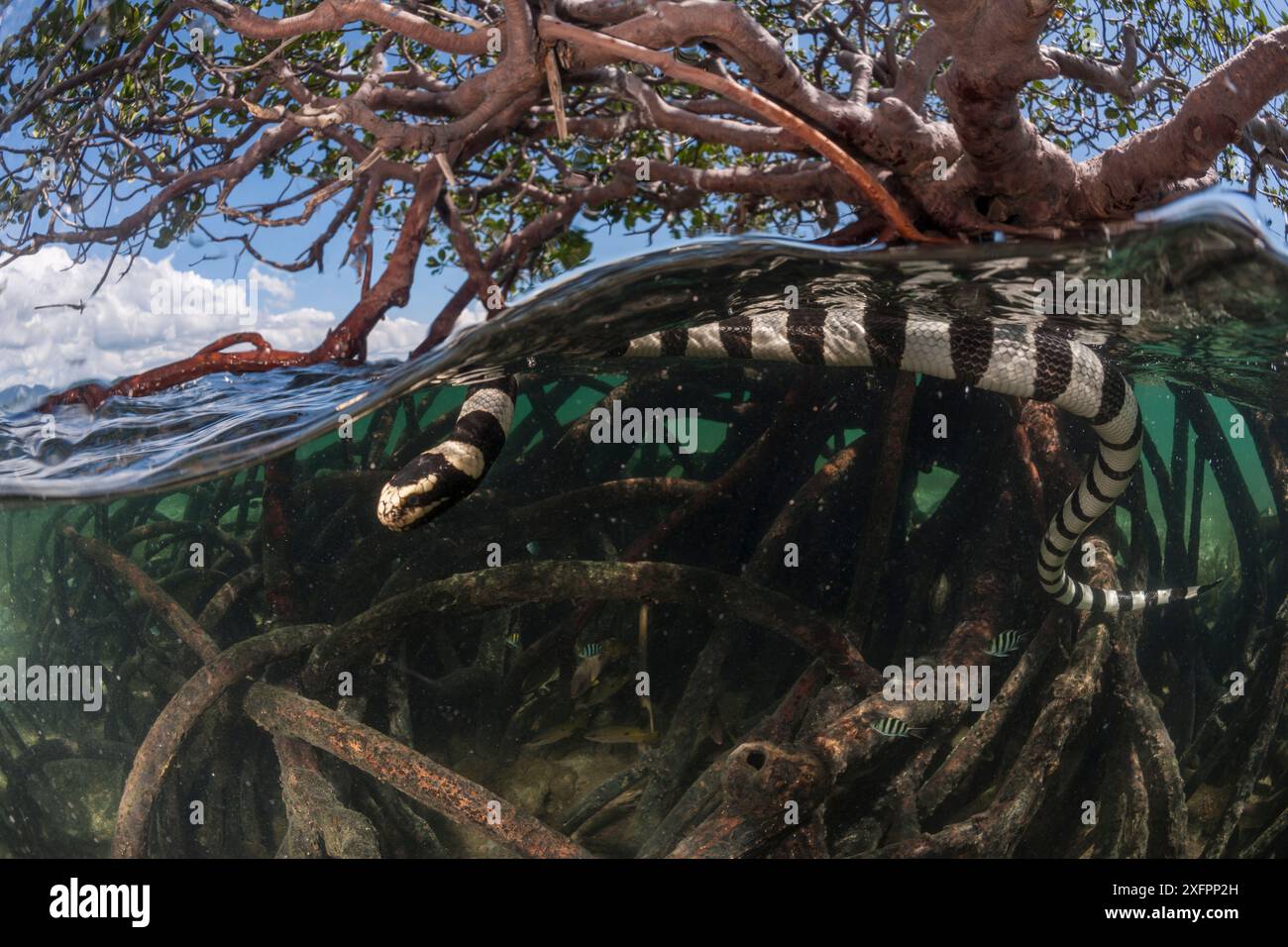 Banded sea kraits (Laticauda colubrina) at low tide in mangrove roots ...