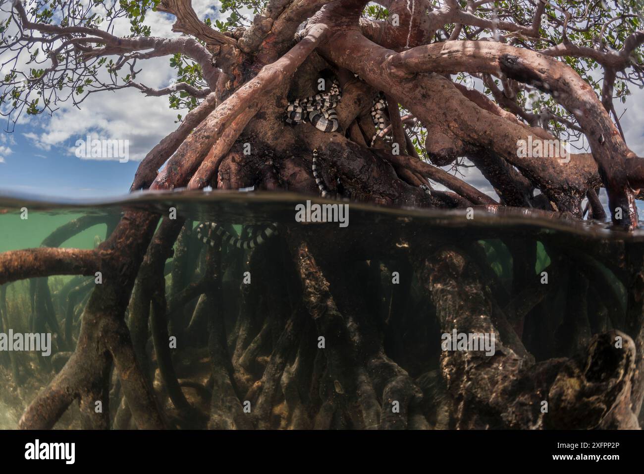 Banded sea kraits (Laticauda colubrina) in mangrove tree at low tide ...