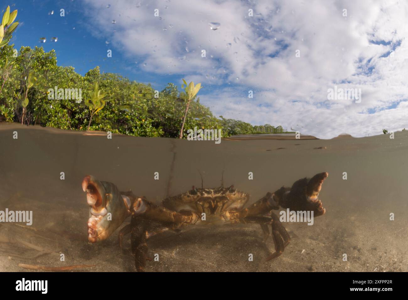 Mud crabs (Scylla serrata) in the water by the mangrove roots - split ...