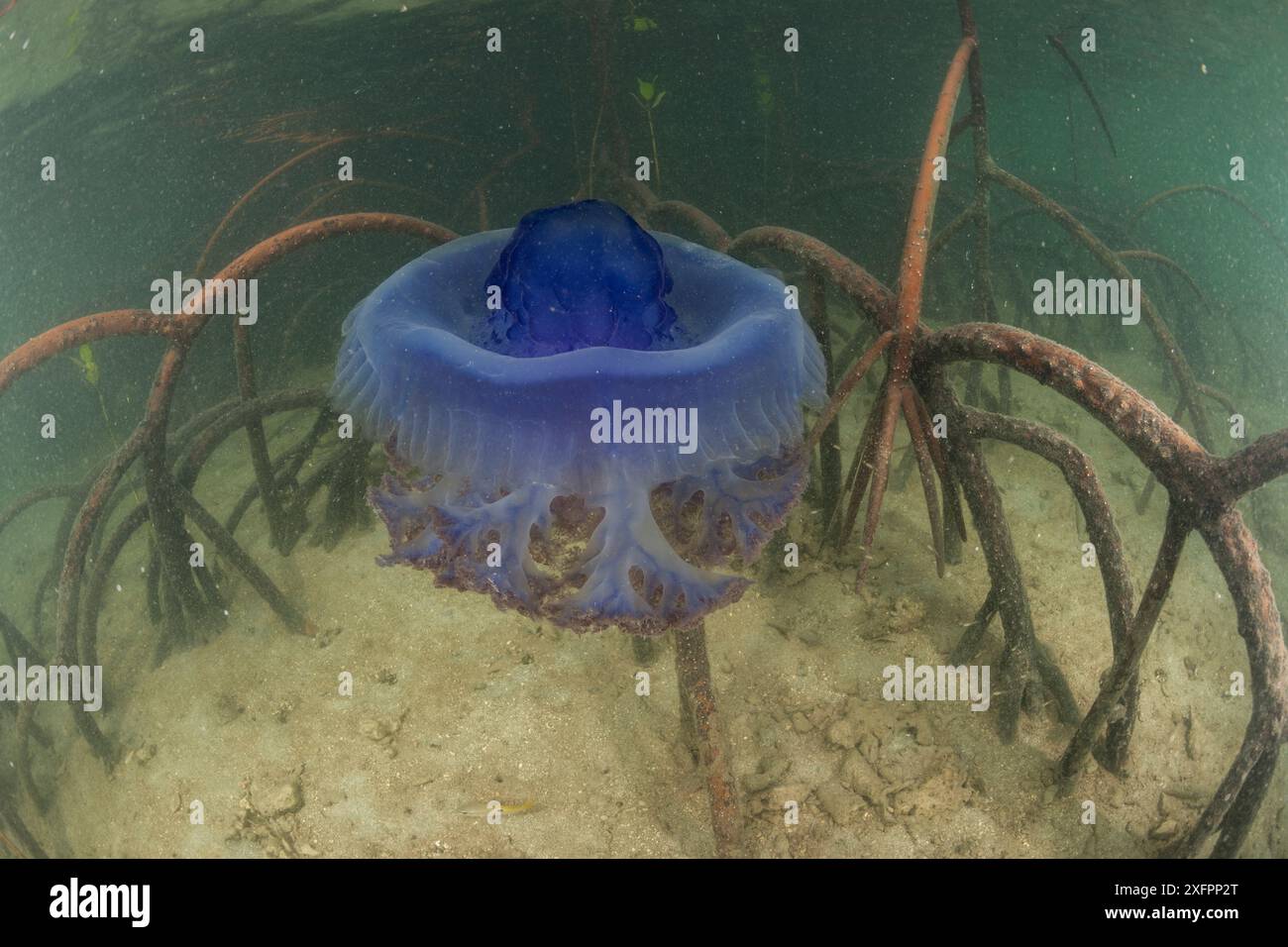 Purple crown jellyfish (Netrostoma setouchina) in the mangrove shallows ...