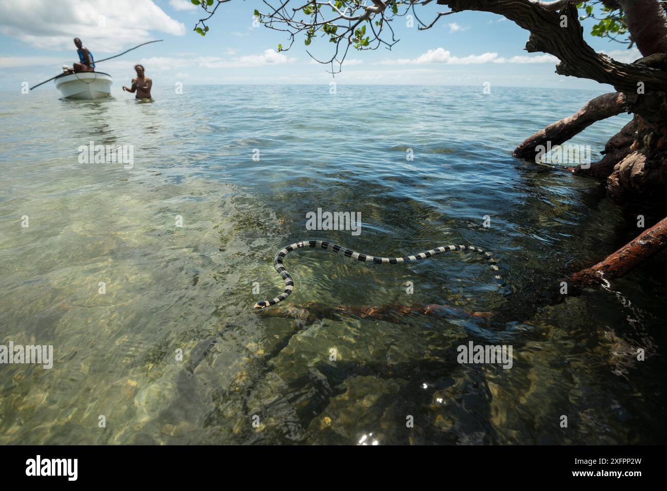 Banded sea kraits (Laticauda colubrina) gathering round mangrove tree ...