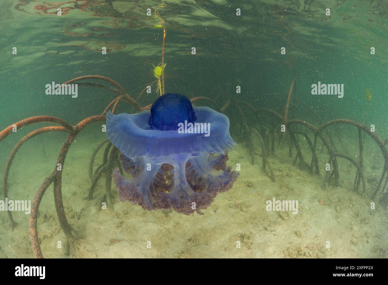 Purple crown jellyfish (Netrostoma setouchina) in the mangrove shallows ...
