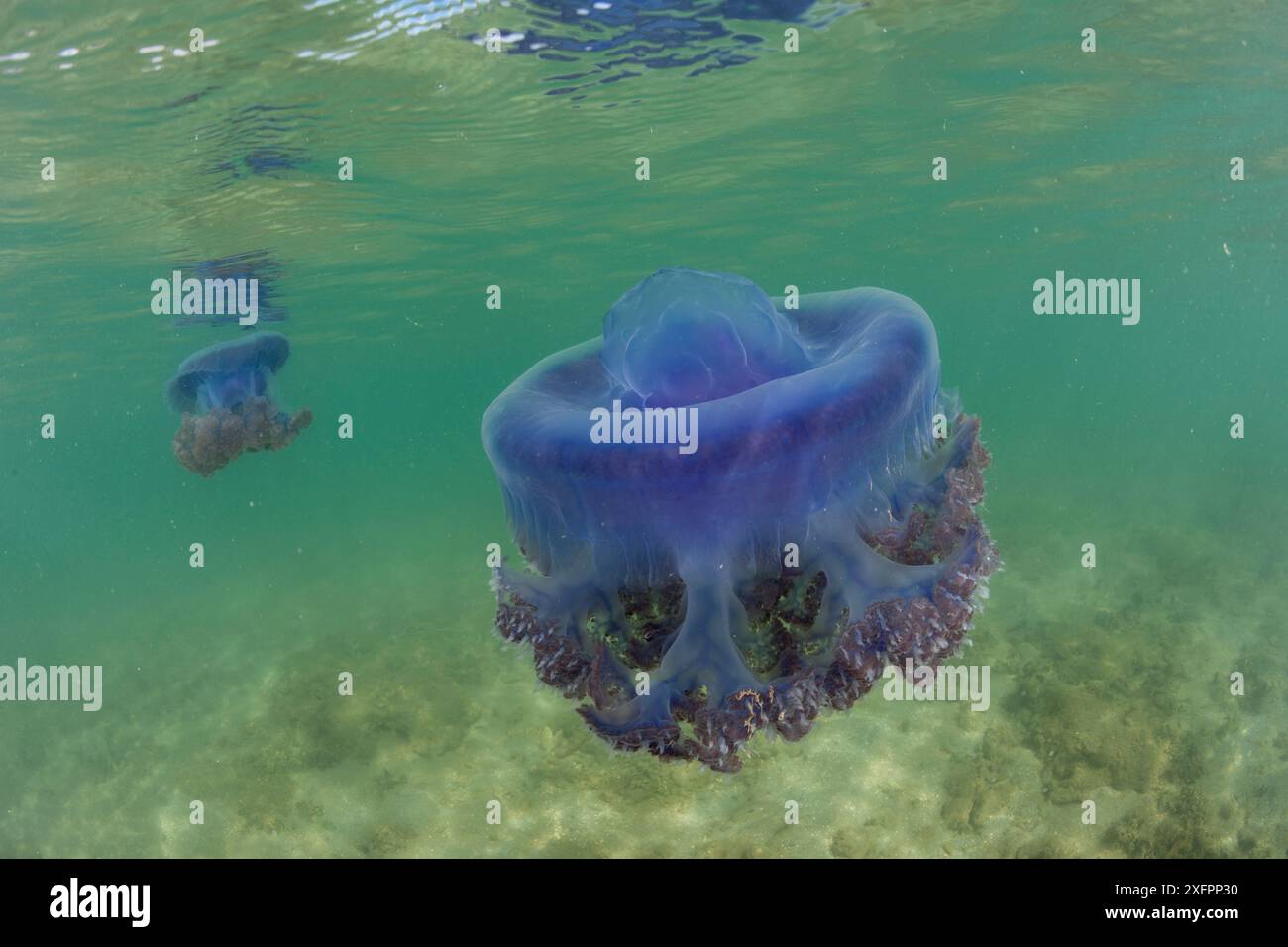 Purple crown jellyfish (Netrostoma setouchina) in shallow waters ...