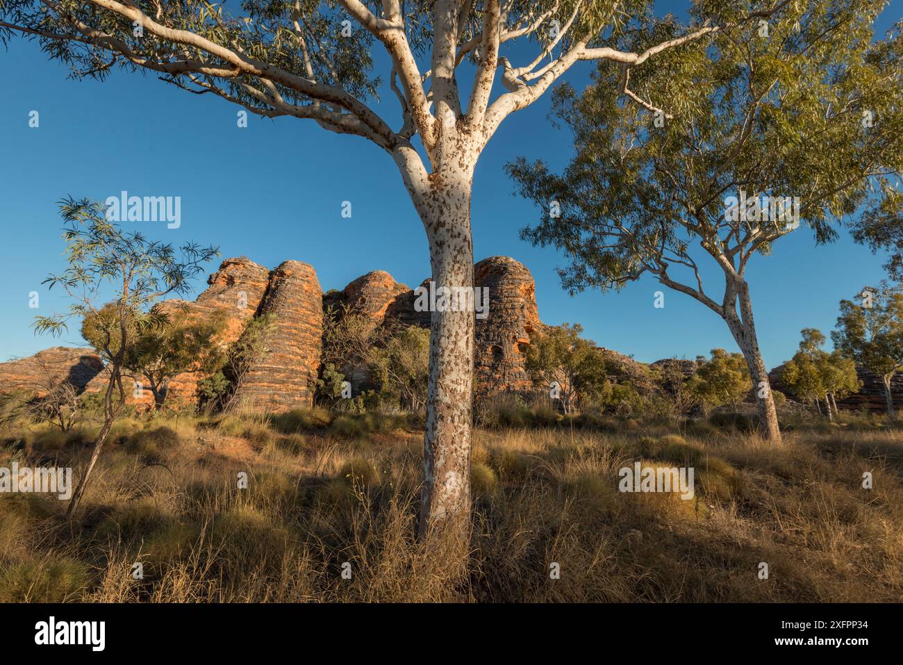 Bungle Bungle Range, beehive shaped karst sandstone formation formed by ...