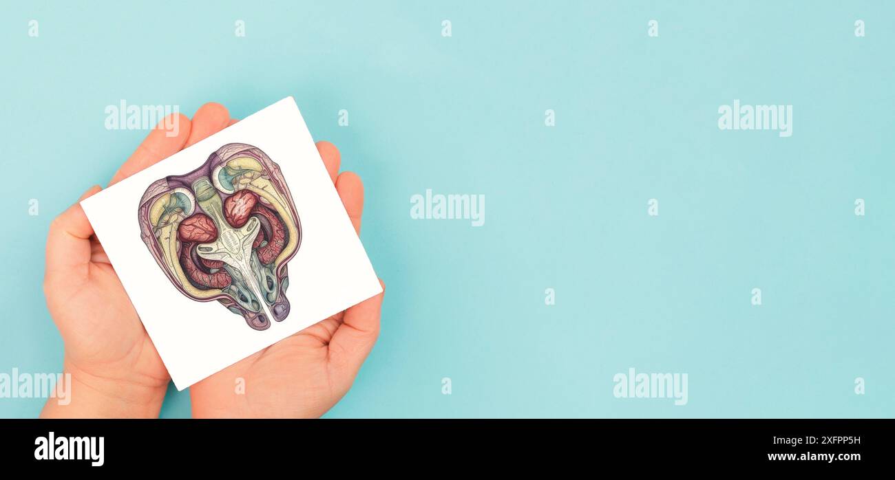 Female reproductive system hi-res stock photography and images - Alamy