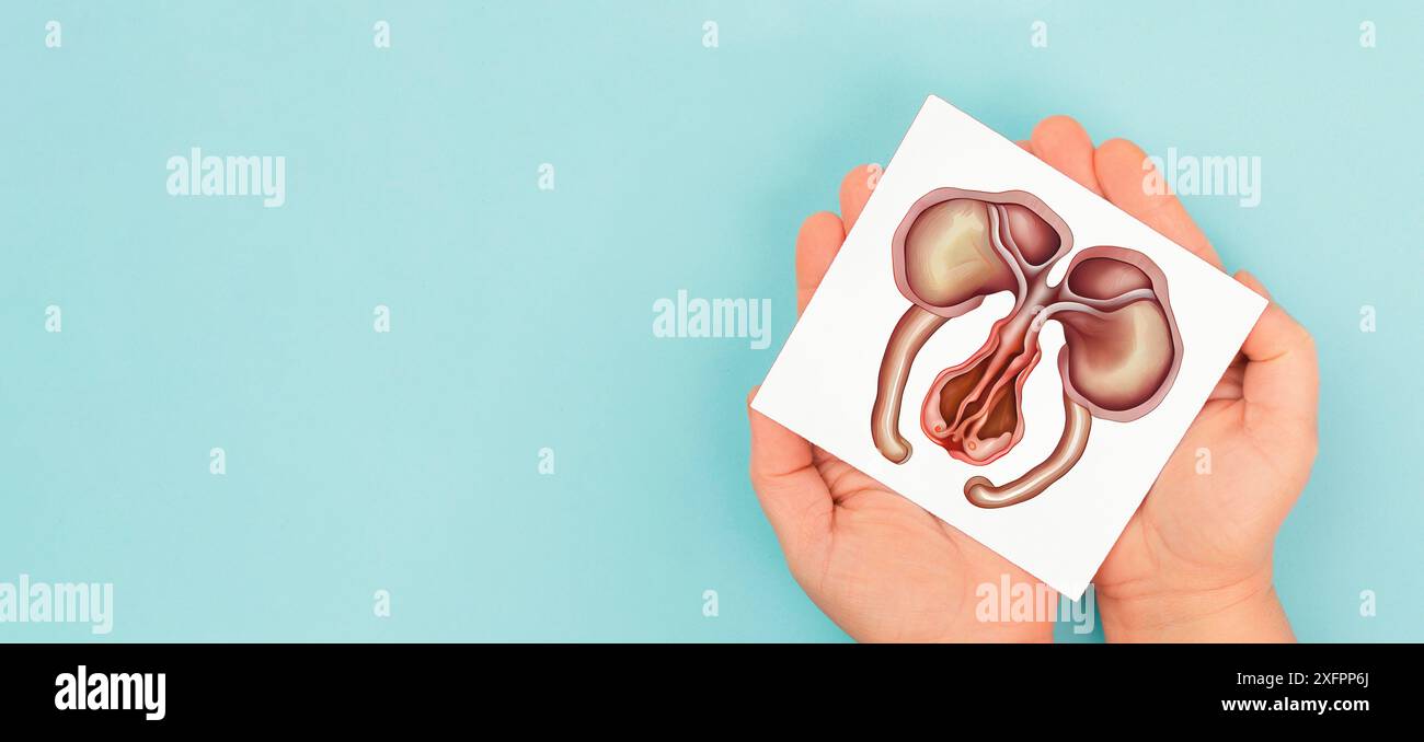 Uterus organ with ovaries, female reproductive system, pregnancy and ...