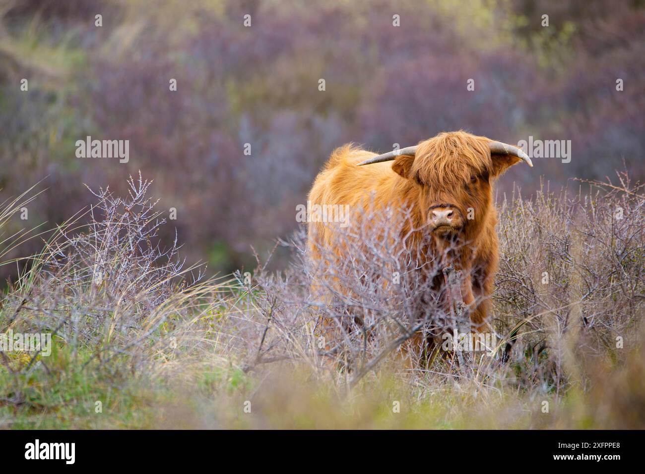 Scottish highland cattle, cow in the countryside, bull with horns on a ...